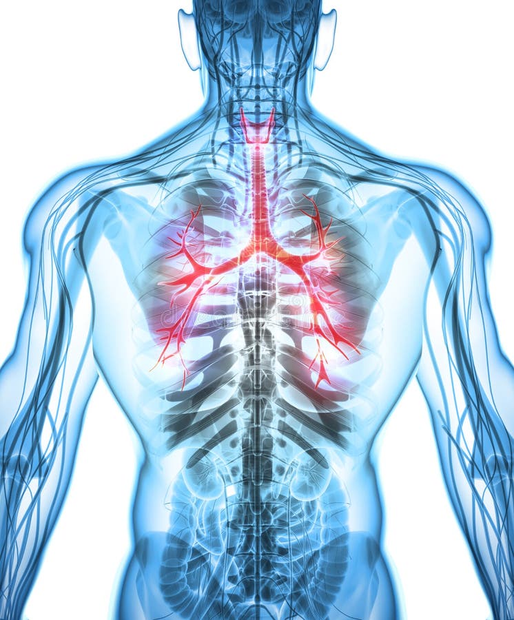 Ilustração 3D Dos Brônquio Da Traqueia Da Laringe Ilustração Stock ...