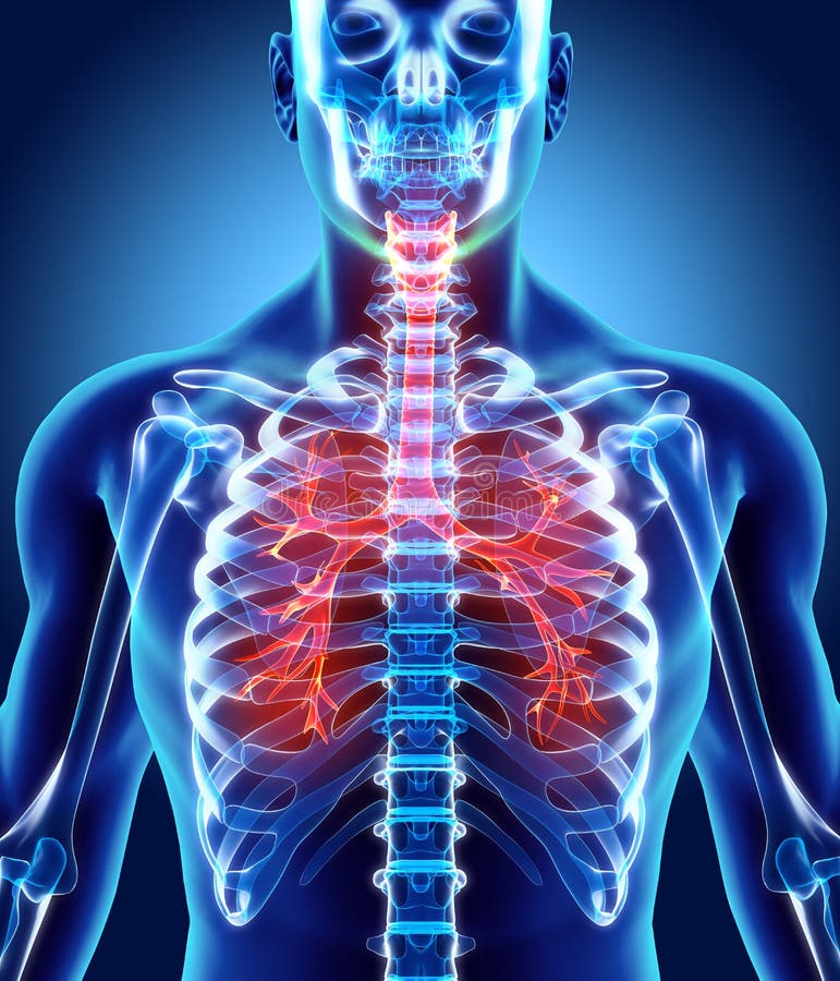 Ilustração 3D Dos Brônquio Da Traqueia Da Laringe Ilustração Stock ...