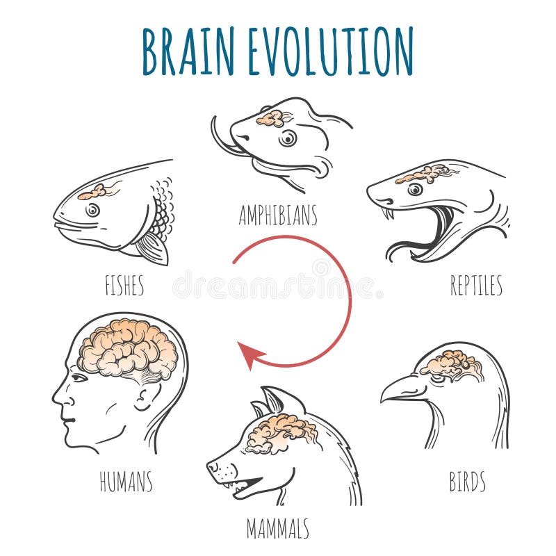 Evolução Cerebral Do Cérebro Reptiliano Para O Sistema Límbico E ...