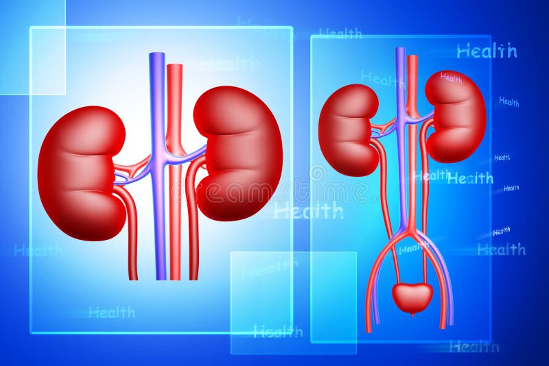 Ilustração De Digitas Do Rim Ilustração Stock - Ilustração de ciência ...