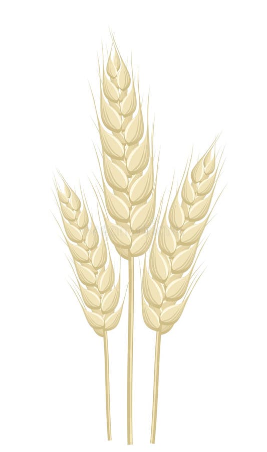 Ilustração Do Vetor Do Trigo Ilustração do Vetor - Ilustração de vetor ...