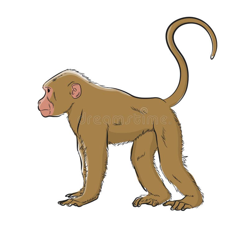Ilustração Do Vetor Do Macaco Ilustração do Vetor - Ilustração de ...