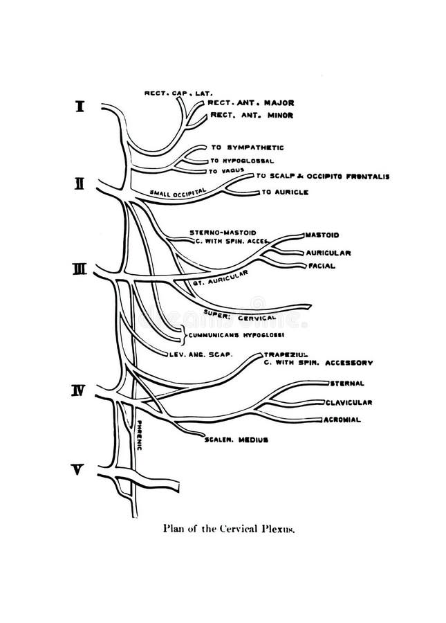 Ilustración Informativa Del Plan Del Plexo Cervical Humano Stock de ...