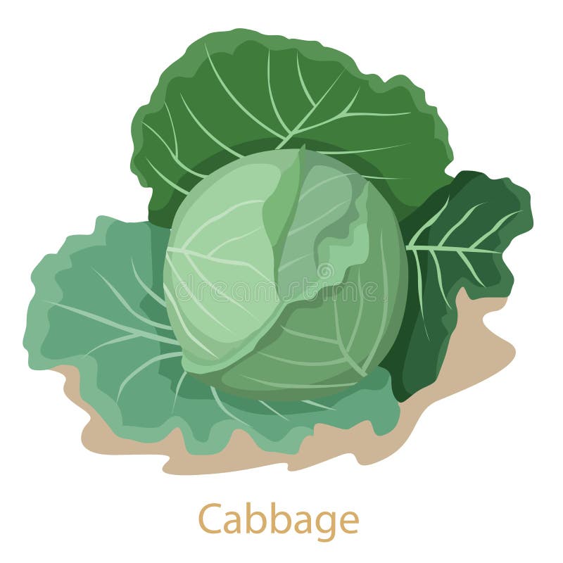 Ilustrador De Repollo Vegetal Aislado Ilustración del Vector ...