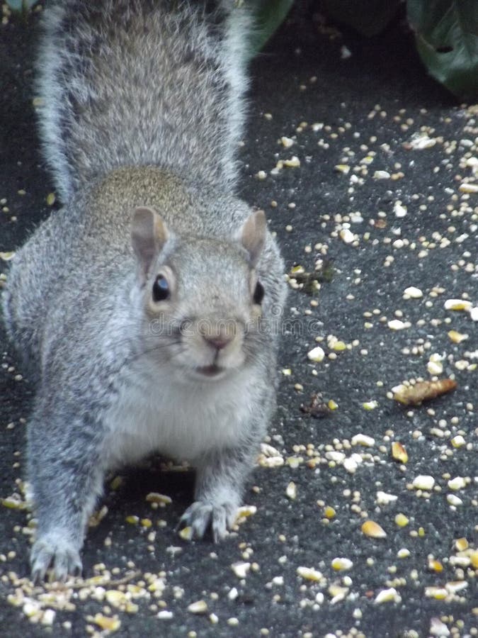 Im Back! stock photo. Image of squirrel, cute, back - 152980236