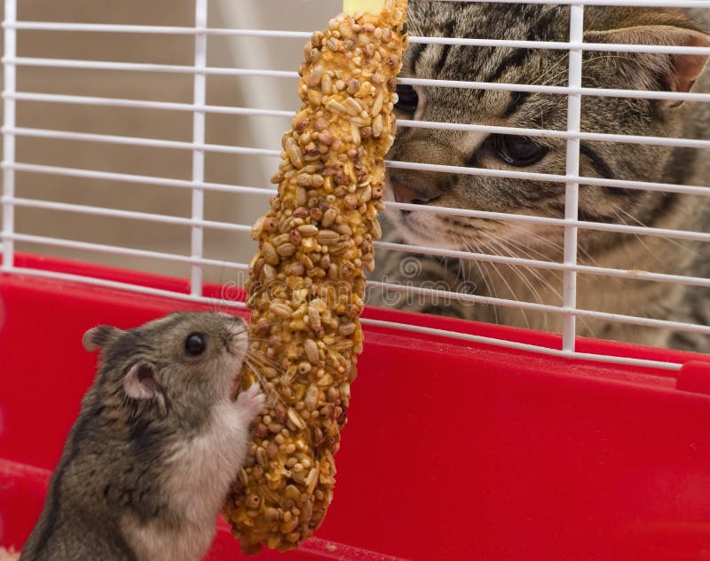 Praying Hamster stock image. Image of rodent, space, flash - 13184951