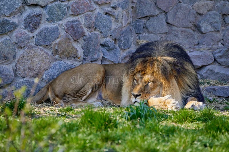 Of an Adult Lion Sleeping on the Grass of a Zoo Enclosure Stock Image ...