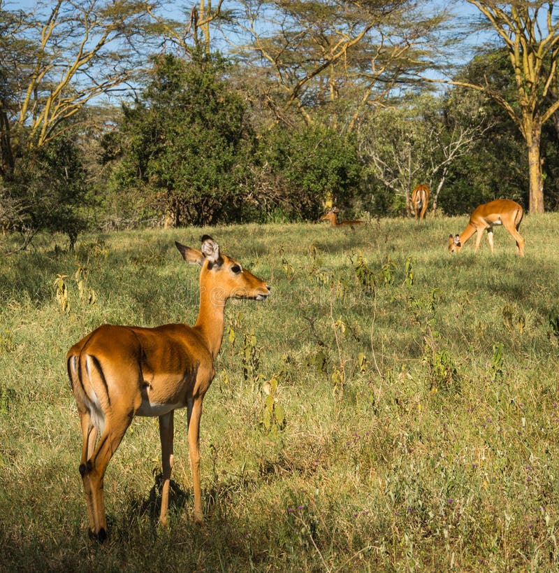 African Antelopes Impala in Masai Mara in Kenya Stock Photo - Image of ...