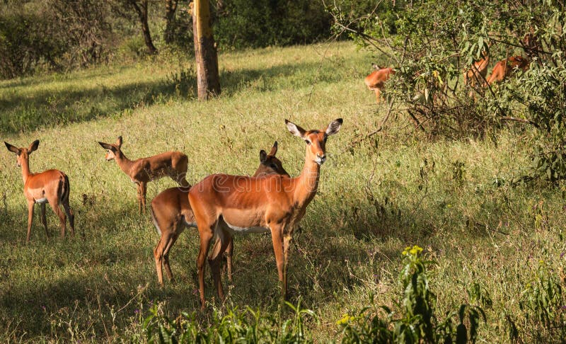 African Antelopes Impala in Masai Mara in Kenya Stock Photo - Image of ...