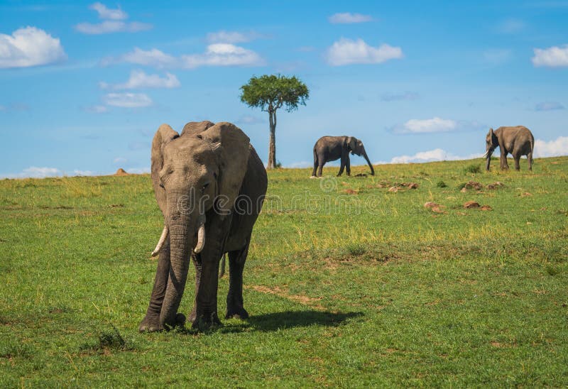 African Elephants in Masai Mara in Kenya Stock Image - Image of ...