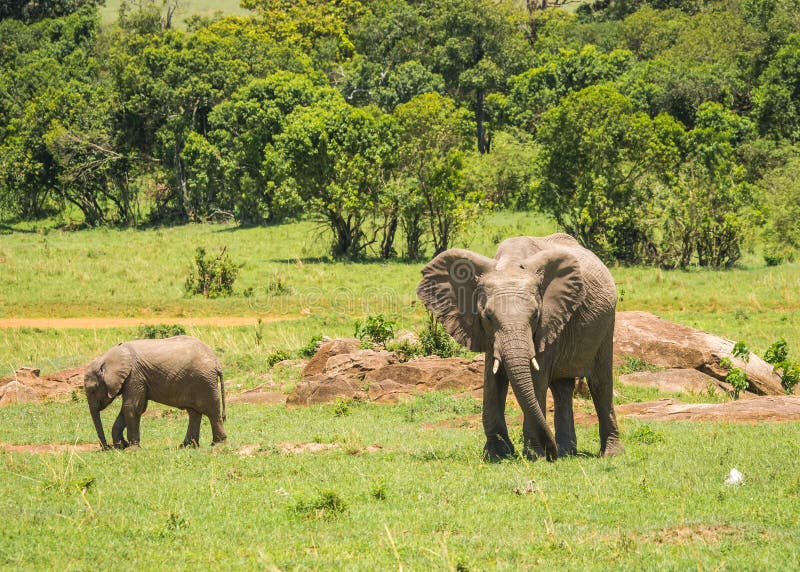 African Elephants in Masai Mara in Kenya Stock Image - Image of ...