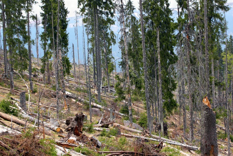 Image afted deforestation stock image. Image of natural - 35615045