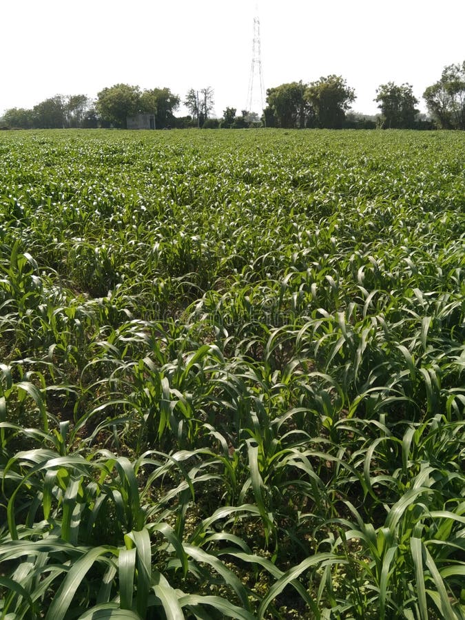 This Image is Agriculture Bajra and Natural Tree and My Farm. Stock ...