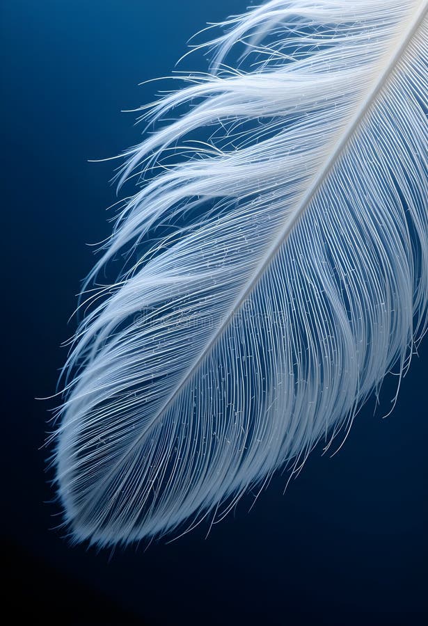 Delicate White Feather with Soft Texture Detail - Minimalist Nature ...