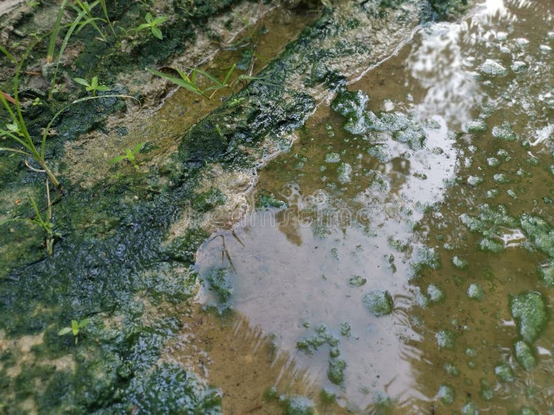 Algae Sludge Floating on the Puddle Surface Stock Image - Image of dirt ...