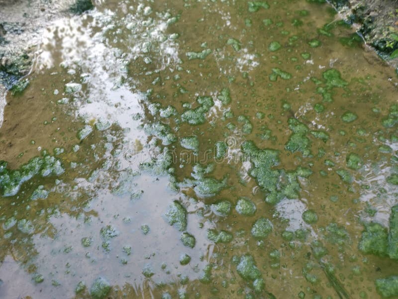 Algae Sludge Floating on the Puddle Surface Stock Image - Image of ...