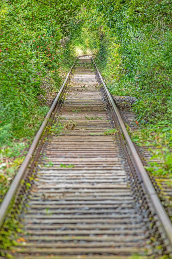 Image Along a Disused Railroad Line through a Densely Overgrown Forest ...