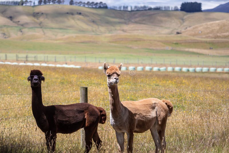 Alpaca Animal in New Zealand Stock Image - Image of natural, head ...