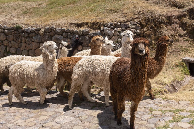 Image of Alpacas in the Peruvian Andes. Stock Image - Image of ...