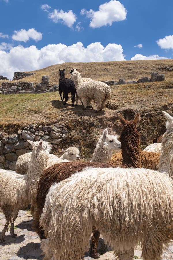 Image of Alpacas in the Peruvian Andes. Stock Image - Image of america ...