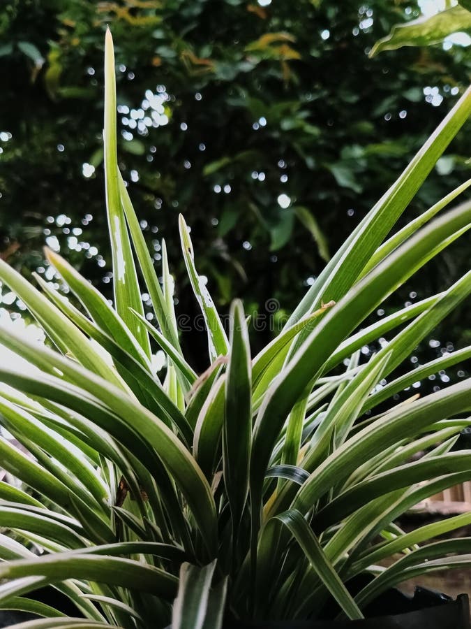 This Image Also Features a Spider Plant, but with a Slightly Different ...