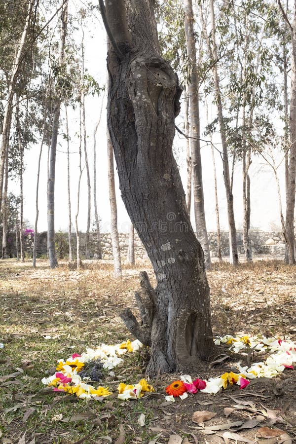 Image of an Altar Made with Flowers Around a Tree in a Forest. Stock ...