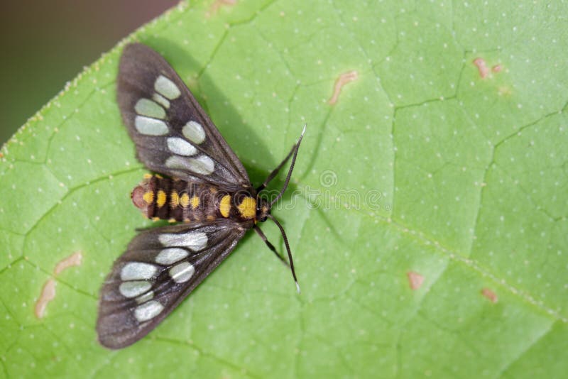 Image of Two Amata Sp.Moth on Green Leaves. Insect. Stock Photo - Image ...