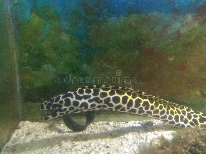 That is the Image of Amazing Leopard Fish Which Looks Very Attractive ...