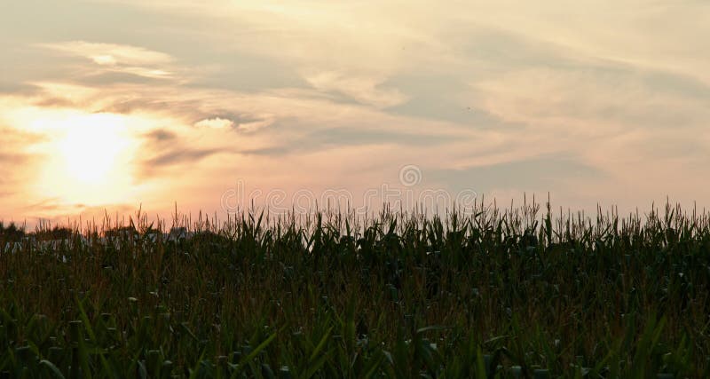 Image of an Amazing Sunset in a Field Stock Image - Image of amazing ...