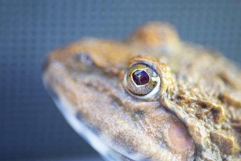 An Image of an Amphibian Frog Eye Stock Image - Image of look, sight ...