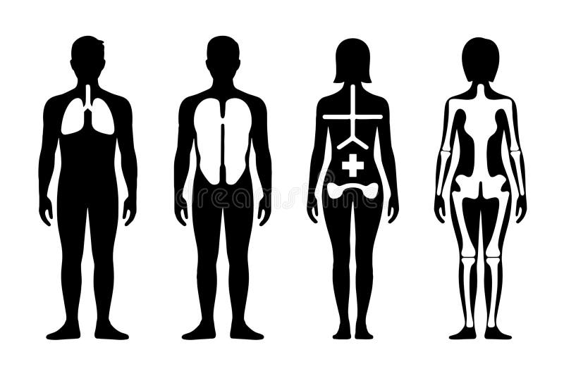 Male Female Internal Organs Stock Illustrations – 599 Male Female ...