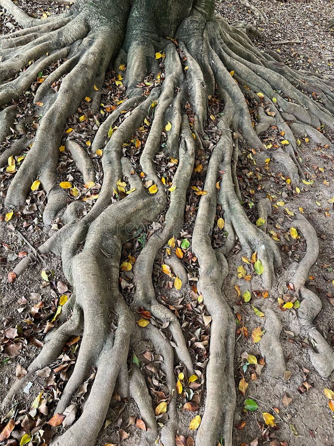 Deep Roots of the Old Trees Stock Image - Image of evergreen, nature ...