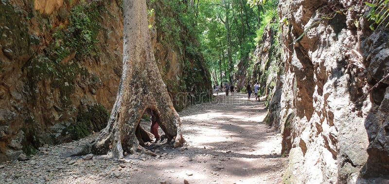 The Image of an Ancient Tree in the Hell Fire Pass. Stock Image - Image ...