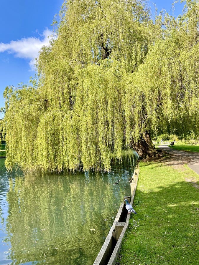 Willow tree by the lake stock image. Image of nature - 278701217