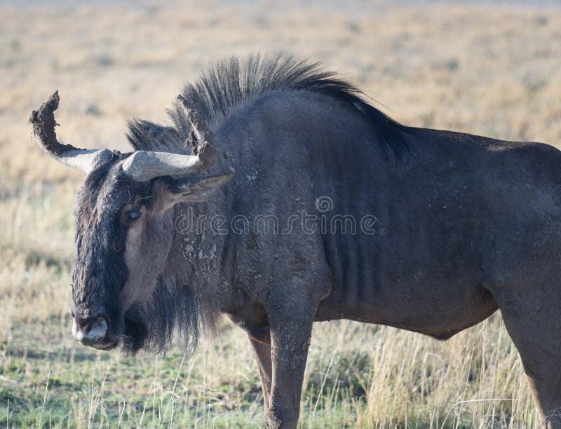 Antelope gnu stock photo. Image of park, national, ecology - 102146888