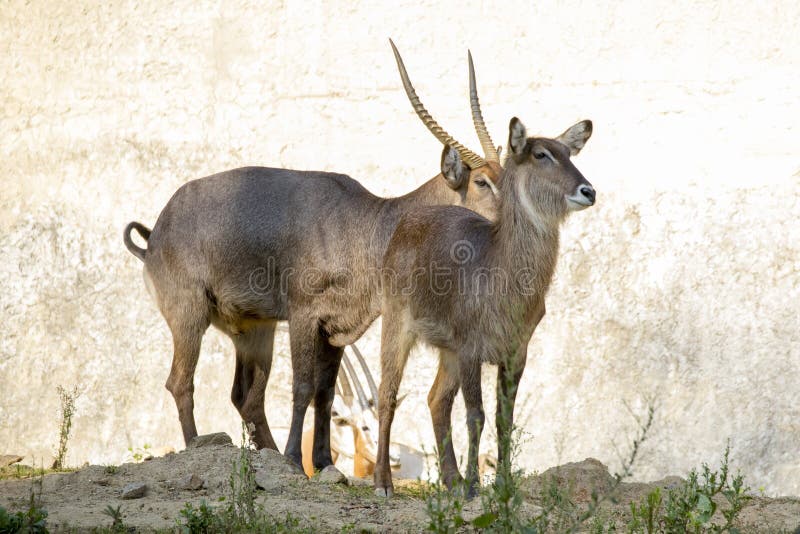Image of an Antelope Standing Staring on Nature Background. Stock Image ...