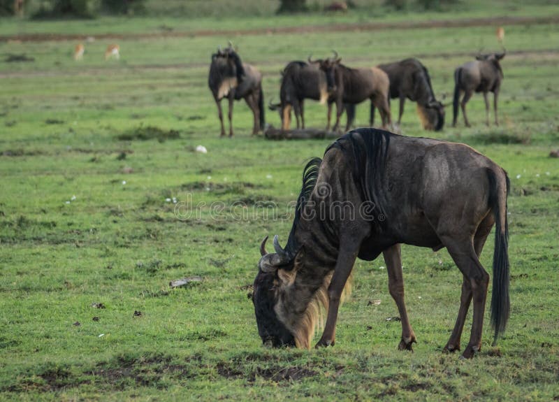 Antelope Wildebeest in Masai Mara in Kenya Stock Image - Image of ...