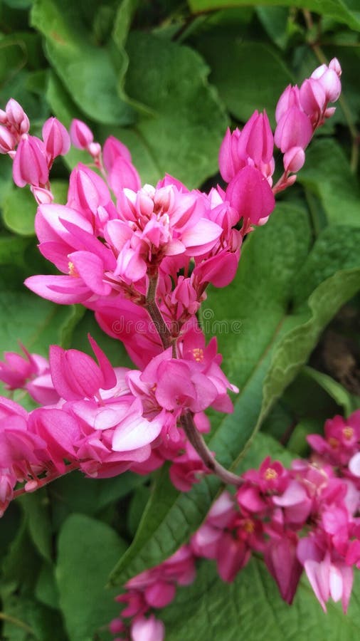 Beautiful Pink Flowers in the Morning on the Background of Leptopus ...