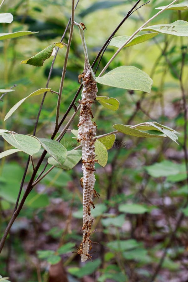 Image of an Apache Wasp Polistes Apachus and Wasp Nest. Stock Photo ...