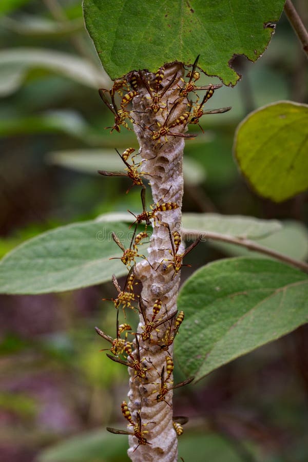 Image of an Apache Wasp Polistes Apachus and Wasp Nest. Stock Photo ...