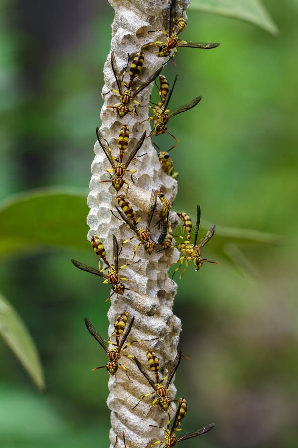 Image of an Apache Wasp Polistes Apachus and Wasp Nest. Stock Image ...