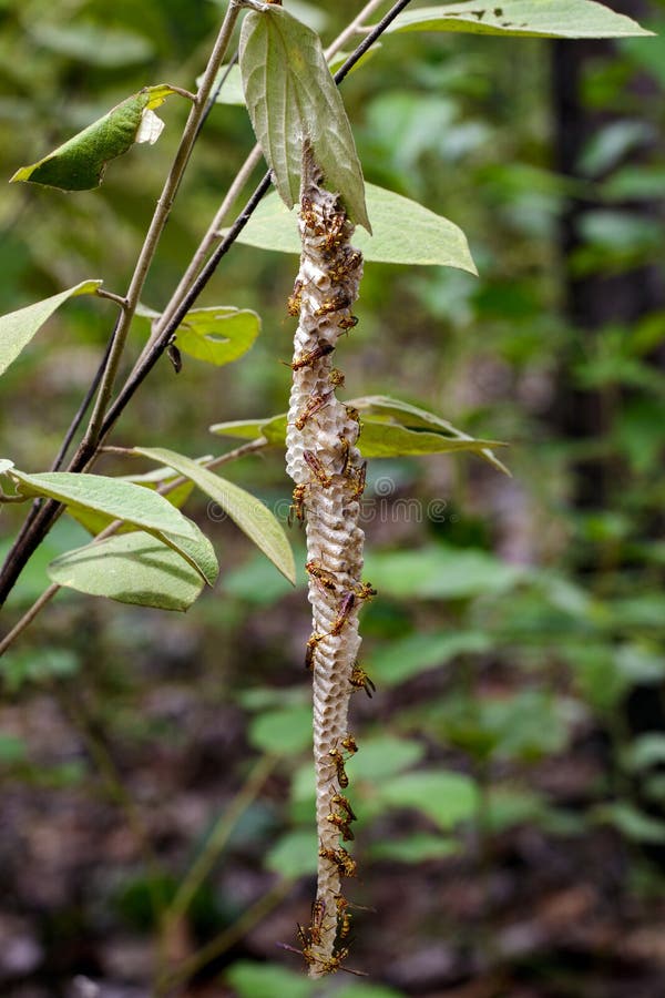 Image of an Apache Wasp Polistes Apachus and Wasp Nest. Stock Photo ...