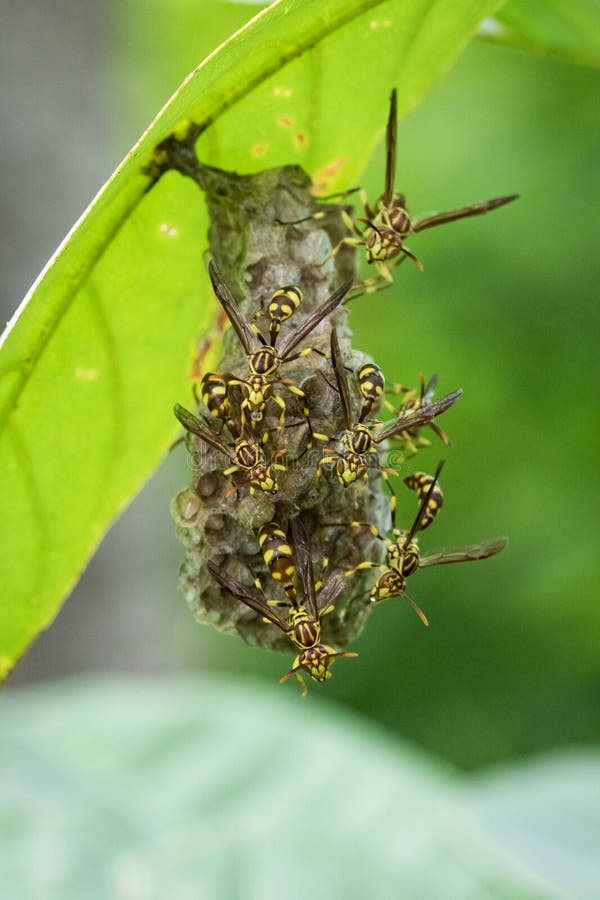 Image of an Apache Wasp & X28;Polistes Apachus& X29; and Wasp Nest ...