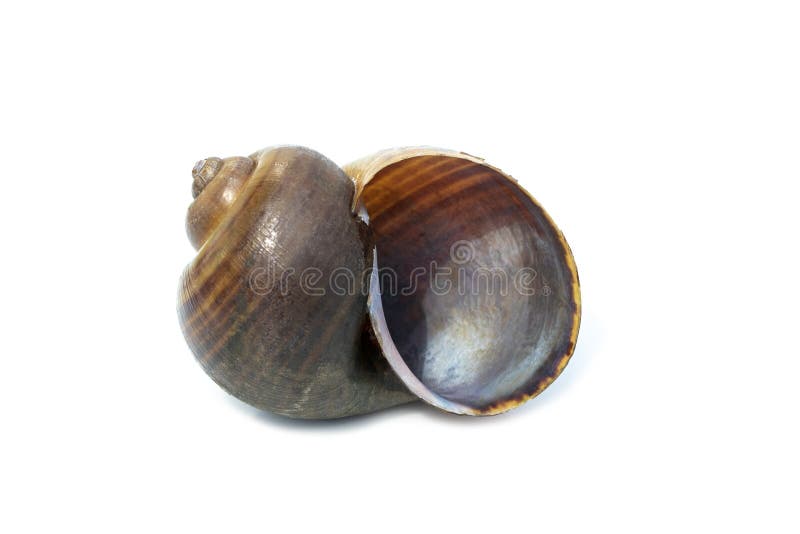 Image of Apple Snail Pila Ampullacea Isolated on White Background ...
