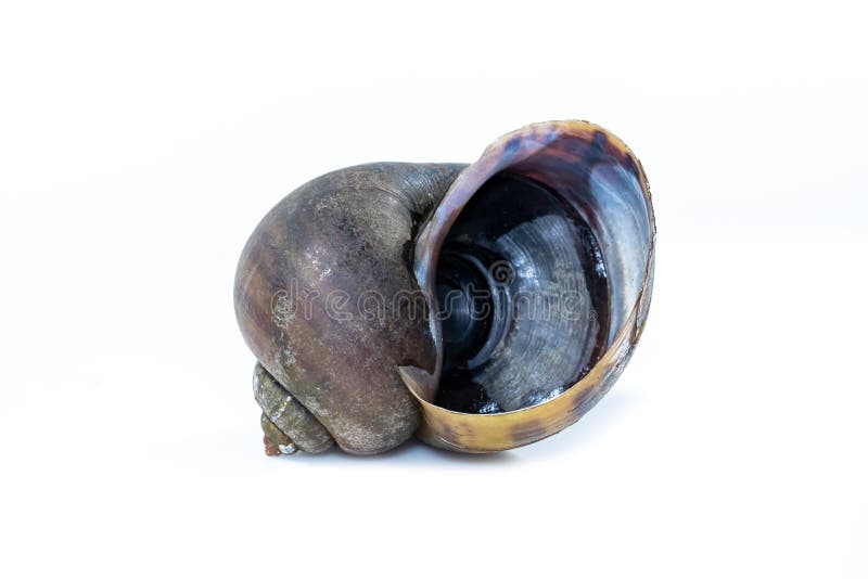 Image of Apple Snail Pila Ampullacea Isolated on White Background ...