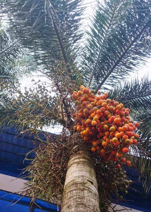 Image of Areca Palm Plant with Areca Nuts Stock Image - Image of botany ...
