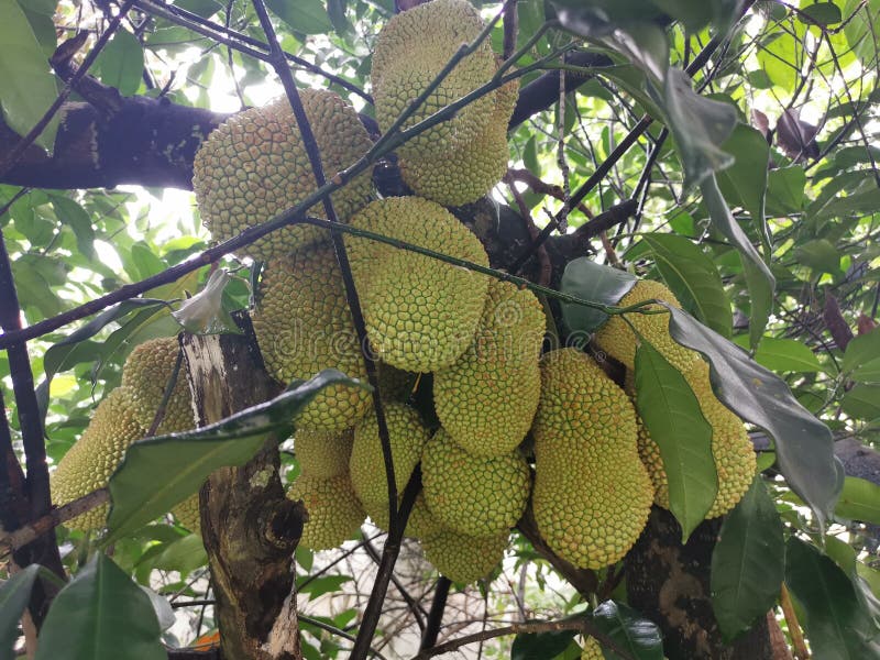 Artocarpus Integer Fruits Sprouting from the Trunk of the Tree. Stock ...