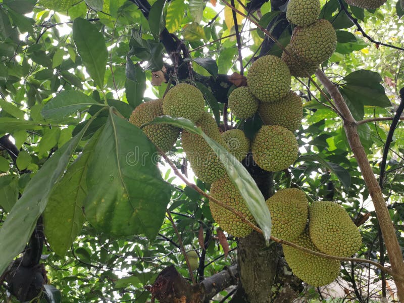Artocarpus Integer Fruits Sprouting from the Trunk of the Tree. Stock ...