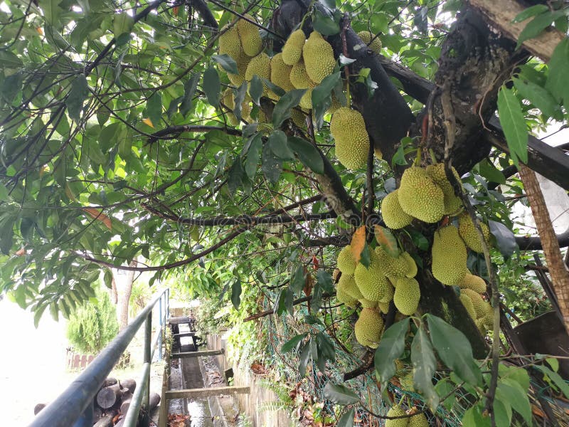 Artocarpus Integer Fruits Sprouting from the Trunk of the Tree. Stock ...