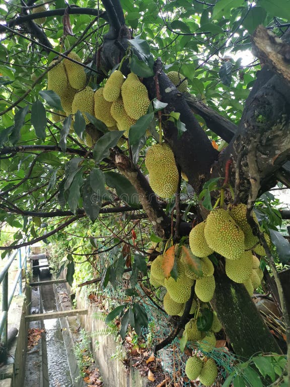 Artocarpus Integer Fruits Sprouting from the Trunk of the Tree. Stock ...